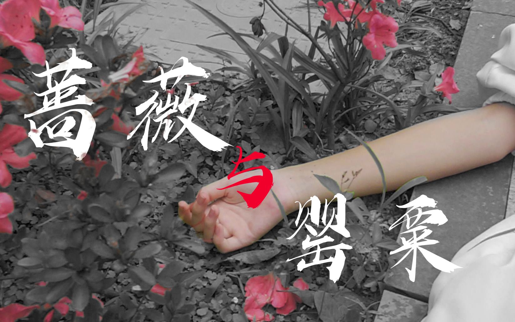蔷薇与罂粟