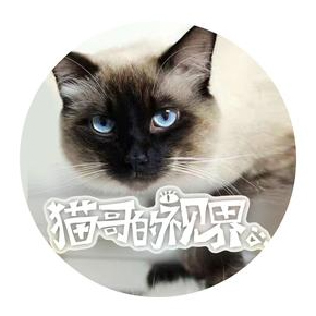 猫哥的视界up 