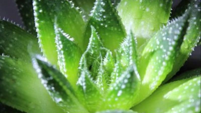 芦荟的会有什么作用呢?