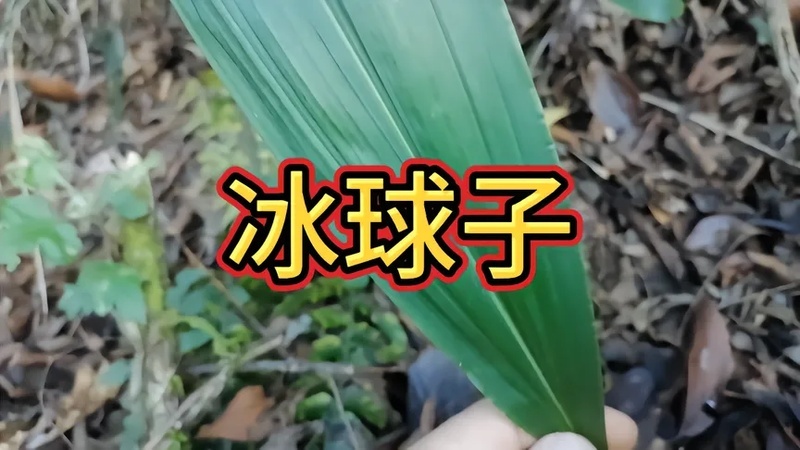 这种酷似白芨的东西,也是难得的名贵药材,收藏认识一下