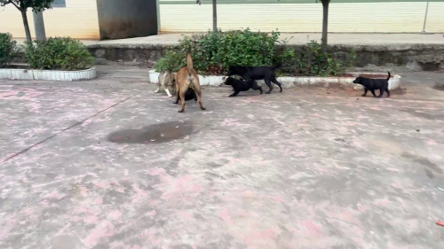狗养多了就容易打架,大的咬小的时常会发生,一定要避免这个问题