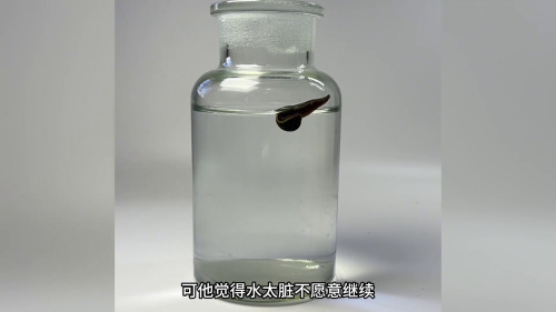 水蛭挑战84泡腾片