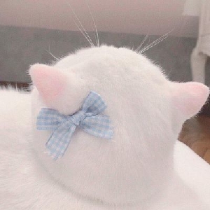 蝴蝶结o 