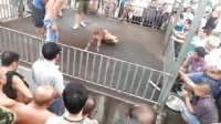 比特犬比赛视频,17分钟KO对手