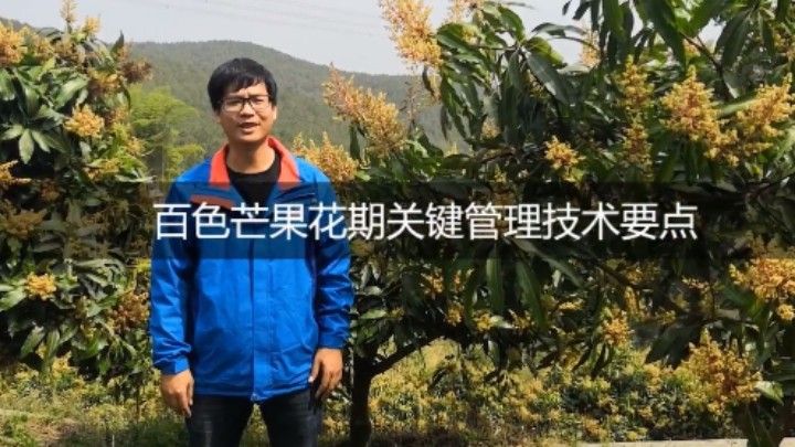 《清晨一分钟》芒果花前关键管理技术要点