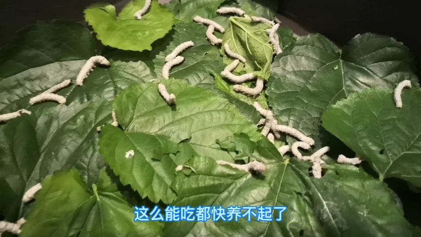 带你了解蚕的一生,看看什么是真正的吃货。