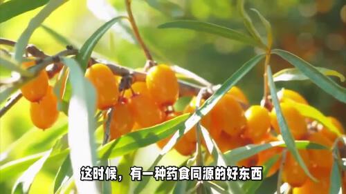 沙棘果浆真能缓解病痛?患者亲述改善过程,揭秘背后惊人功效!