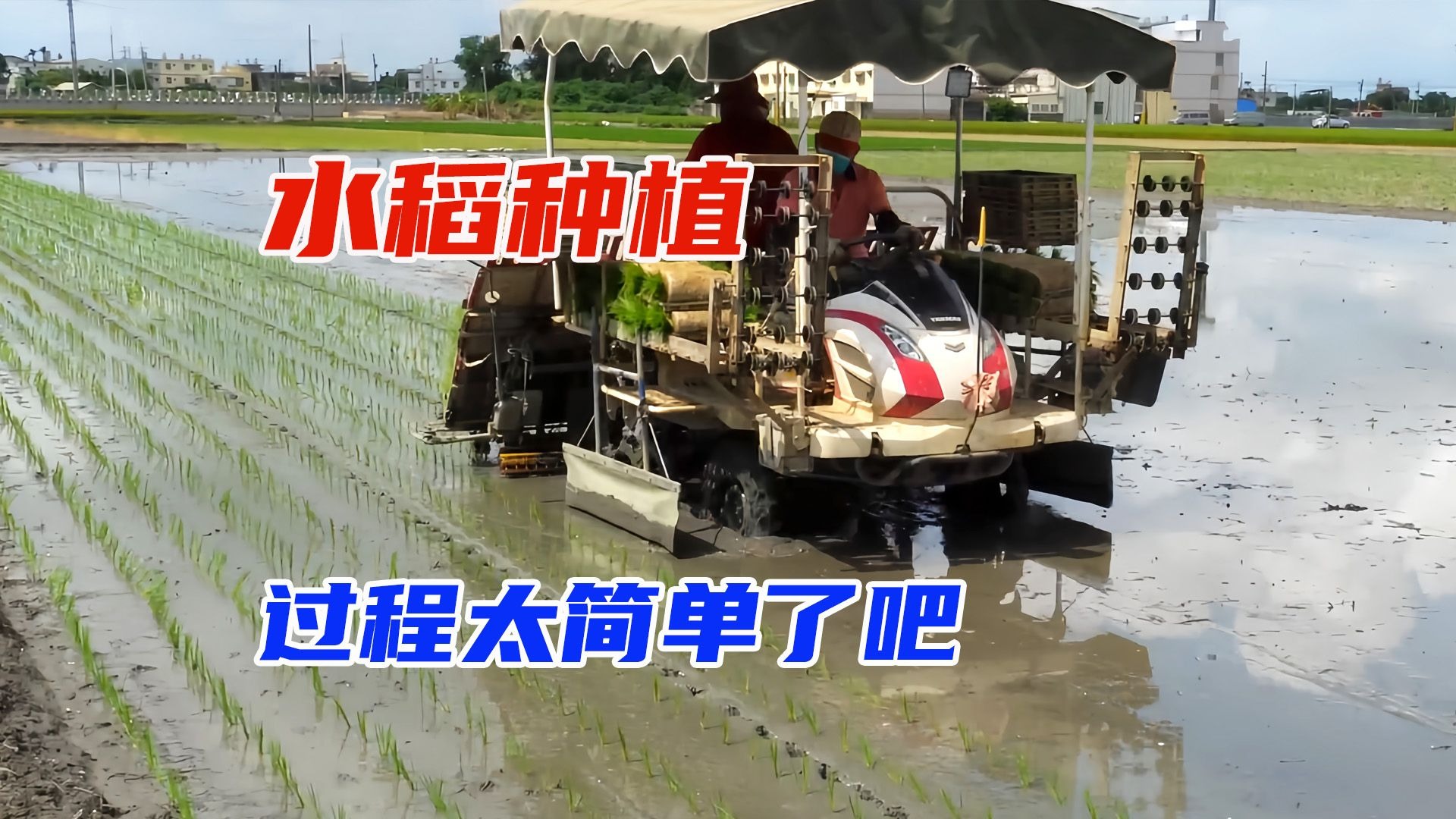 一分钟让你做回农民学会种植水稻。简直太简单了吧