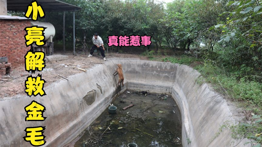 金毛为了抓鱼跳臭水坑上不来了,小亮赶紧拿绳子解救它,真能惹事