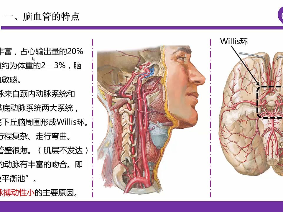 001脑血管应用解剖(脑血管特点和颈内动脉分段)