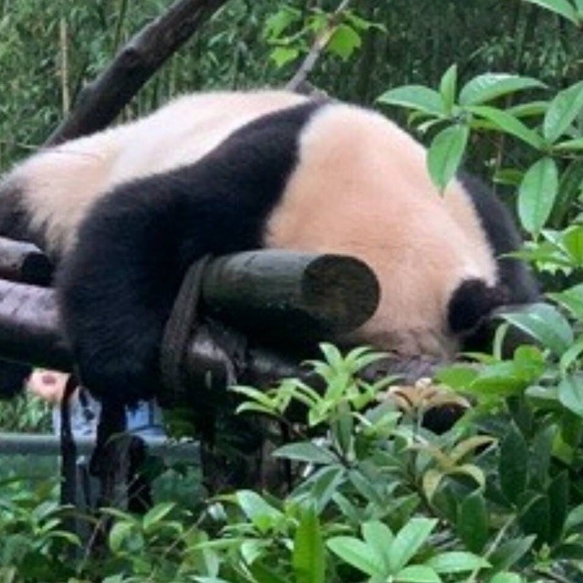 谁抢走了我的猪脚 