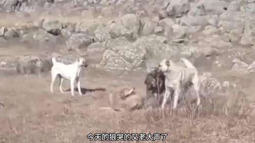 狗抓住猎杀羊的狼!狼白天徘徊在山上,被牧民的牧羊犬发现