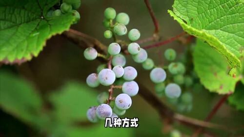 野葡萄种子自然传播的几种方式