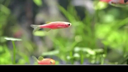 大自然的神奇 ,生态瓶。微型的生态系统