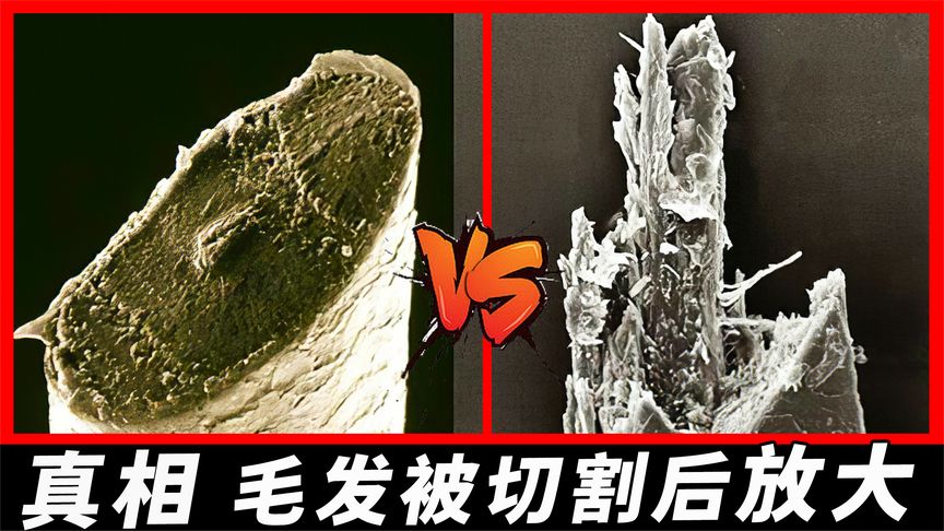 显微镜下的微观世界,和你想的不一样,看完让你大跌眼镜!