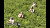 紫阳富硒茶宣传片-安康学院宋林雍