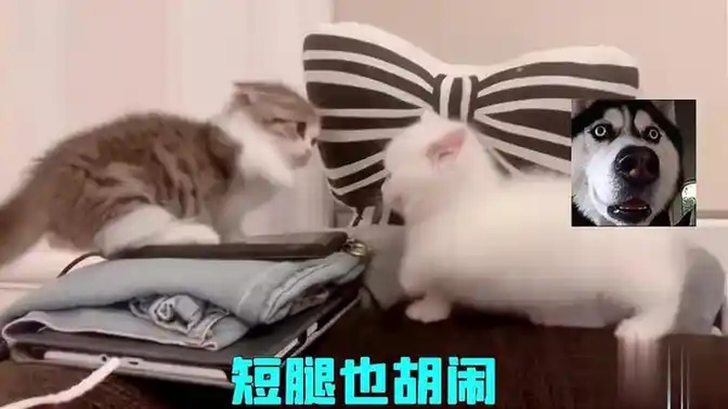 动物打架名场面,操作实属很少见