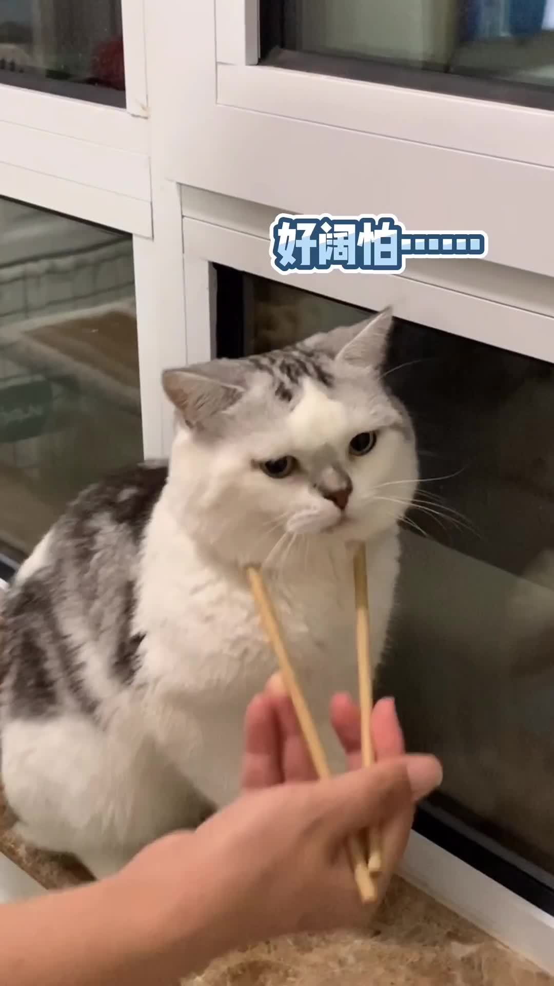 最近家庭开支有点儿困难,就只能对猫下口了…#萌宠日常vlog #萌宠