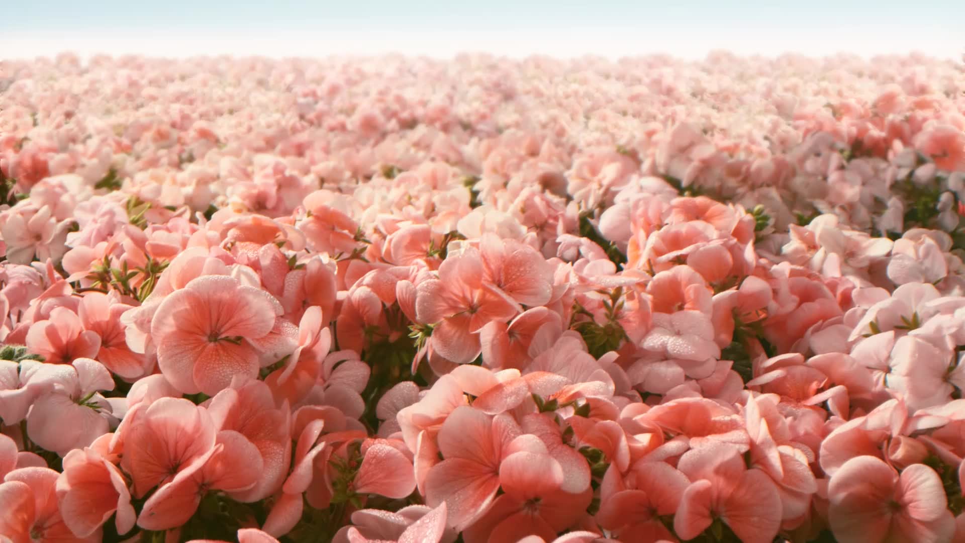 AGE20’s Essence Cover Pact LX_Dir.Ver