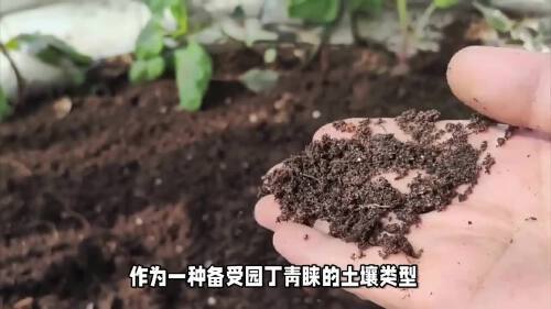 松针土:探秘其酸碱性背后的园艺密码