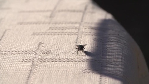 如果你的眼睛和苍蝇一样你会看到怎样的世界?