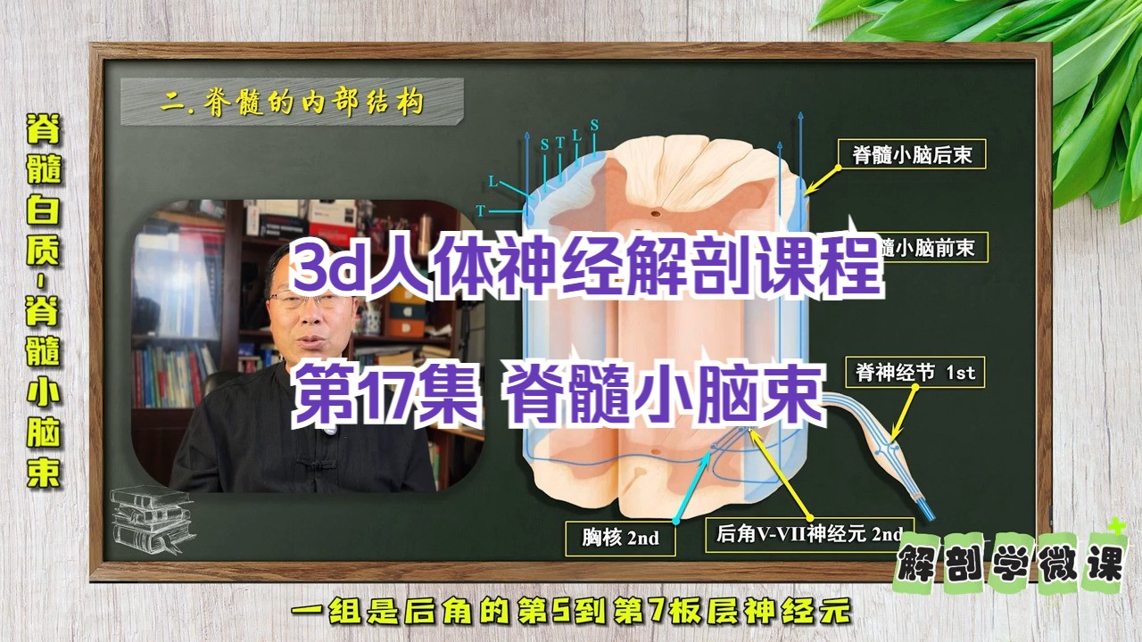 第17集 脊髓小脑束-脑干内纤维【温馨提示】学习完整课程视频,请到本...