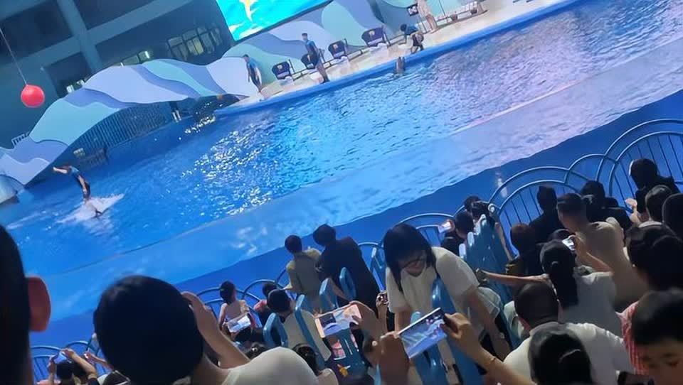 今天来这里游玩,看看海豚表演节目非常漂亮看看吧