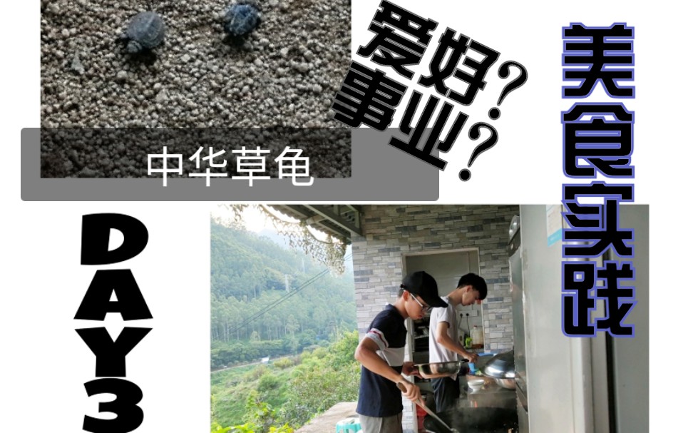 【青青向永社会实践队】Day 3 雨天/巧合/中华草龟养殖场/全村仅存/...