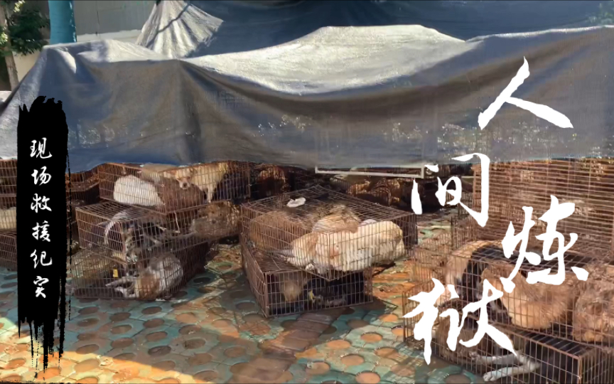 湖北仙桃1400只狗车事件,我们在行动!