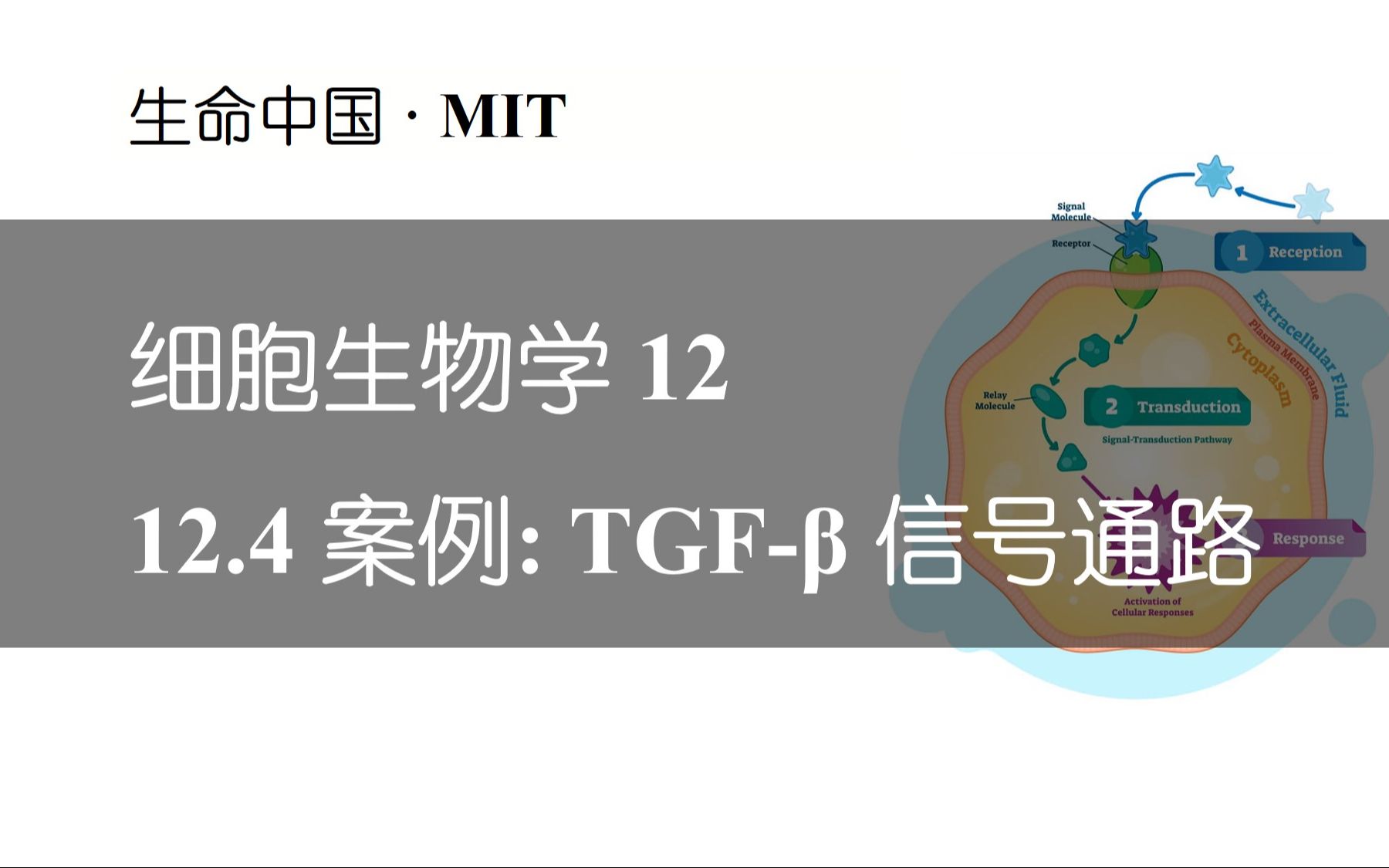 【细胞生物学】12.4 七分钟带你理顺 TGF-β 信号通路