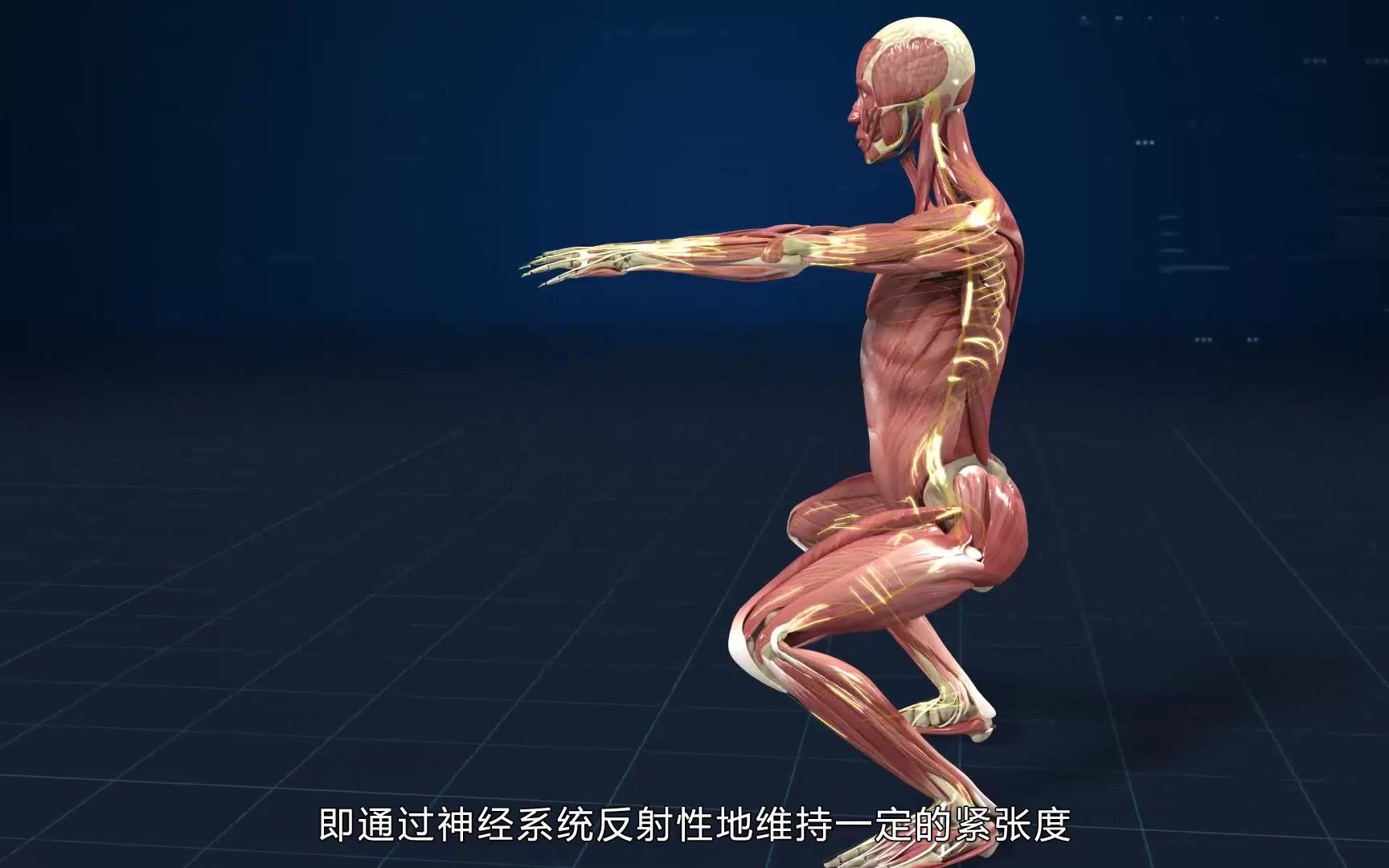 一分钟带你了解,人体的运动系统,感叹人体的神奇吧!