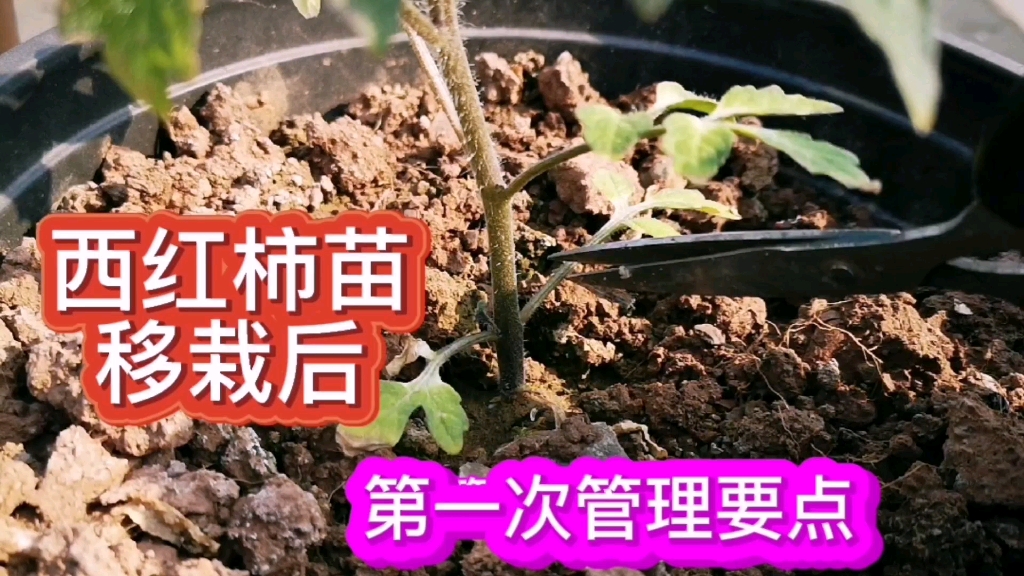西红柿苗移栽15天左右,要进行第一次全面管理,剪叶,整枝和施肥