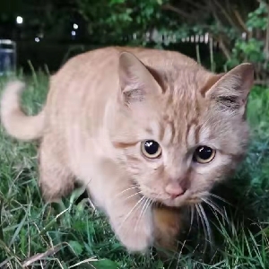 大学牲的小组作孽 