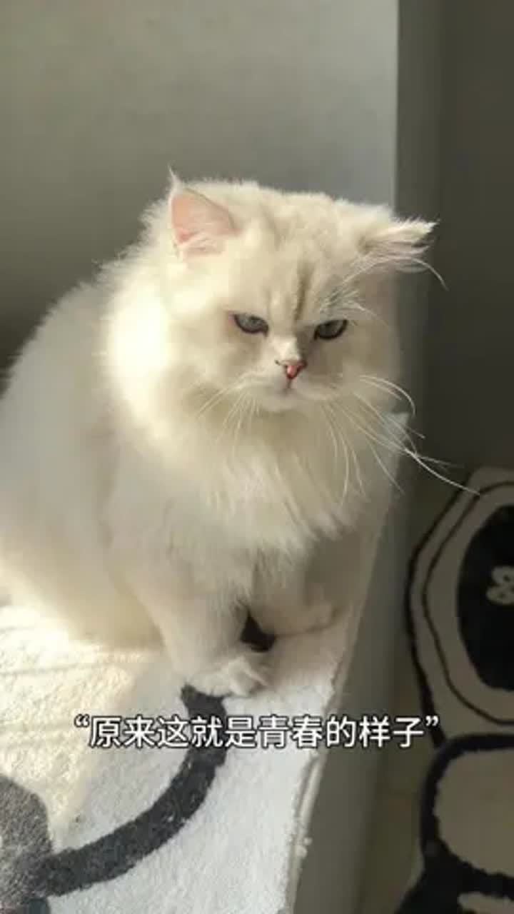 时间过的好快 萌宠出道计划 记录猫咪日常 萌宠计划