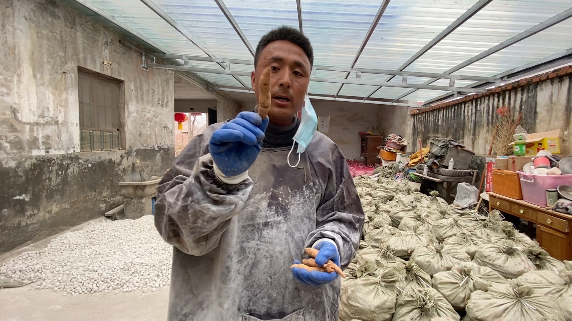 今年的地黄种子价格有点猛呀,15块左右一斤,比往年整整贵了10倍