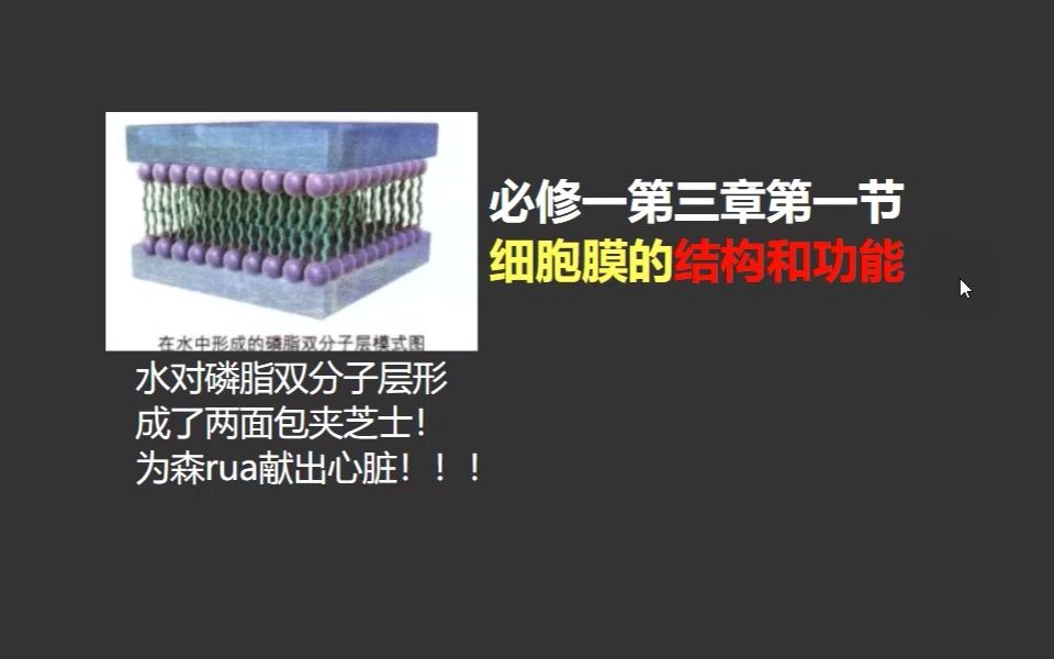 必修一第三章第一节 细胞膜的结构和功能
