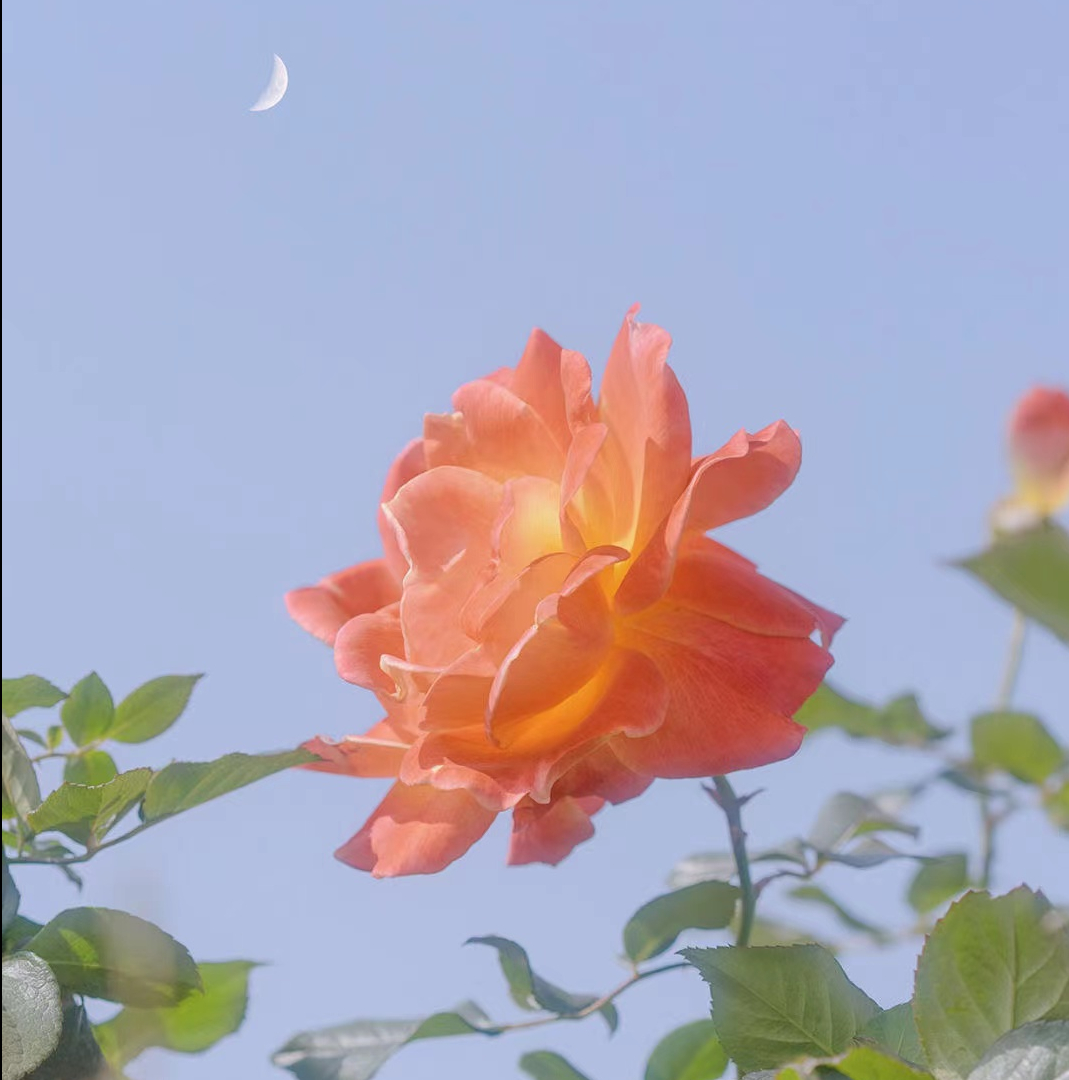 以梦为马节节高 