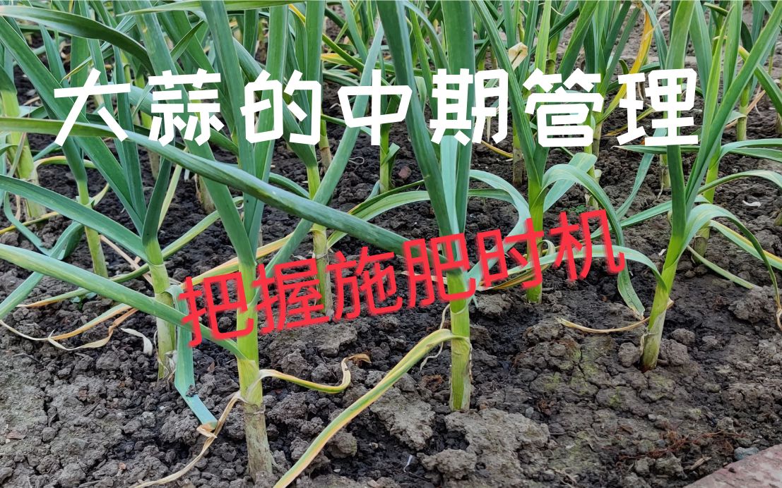 大蒜中期管理 把握施肥的时机