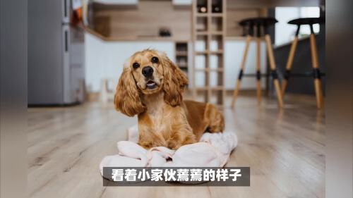 狗狗得了细小怎么办?从送医到护理的全流程解析