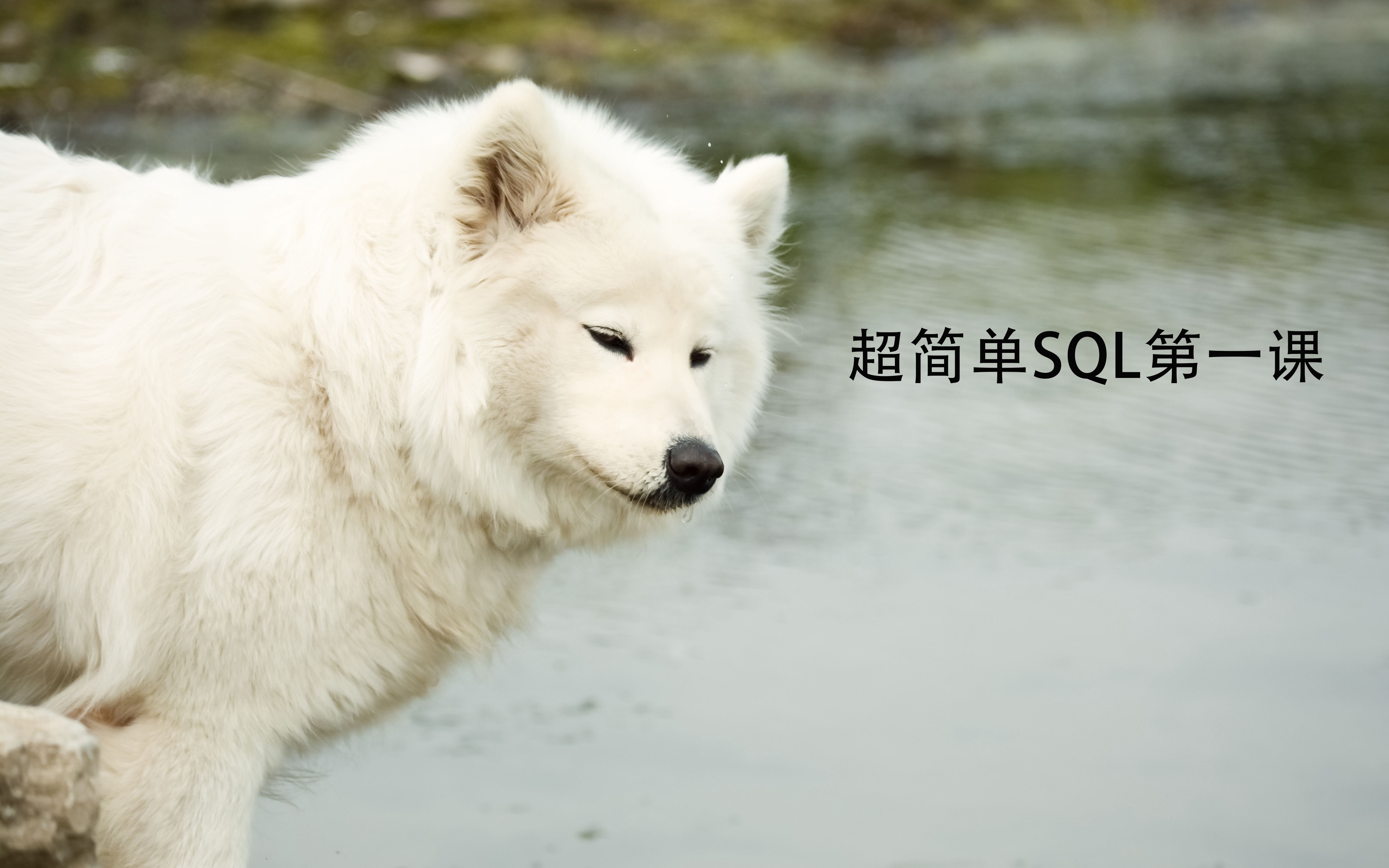 超简单的SQL入门第一课