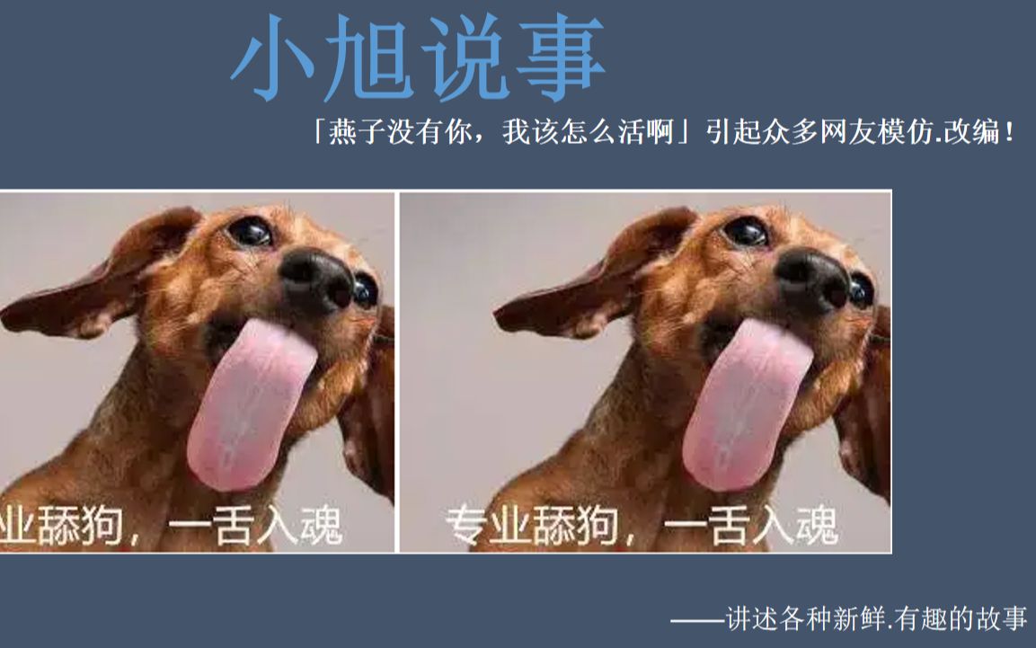 「燕子没有你,我该怎么活啊」引起众多网友模仿.改编!