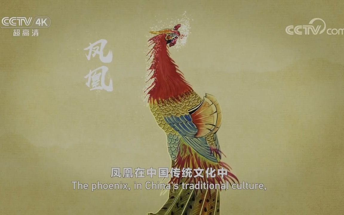 中国最美的鸡——红腹锦鸡