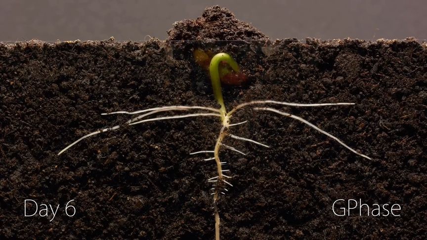 用镜头记录 植物25天的生长过程 太震撼了
