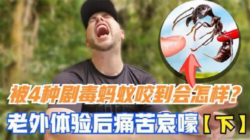 被4种毒蚂蚁咬到会怎样?老外体验后痛苦哀嚎:像被子弹击中一样