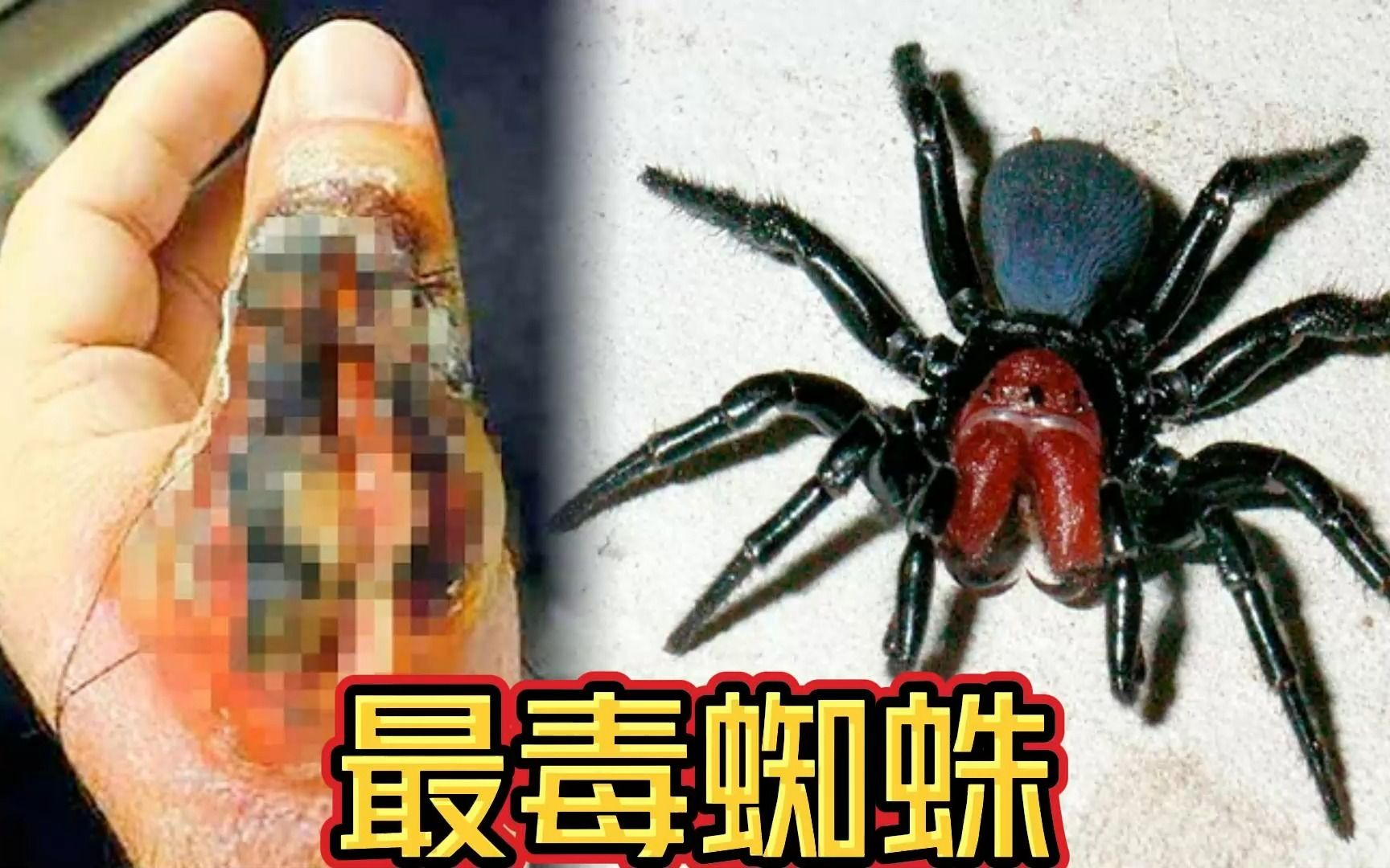 远离它们!世界上最毒的10种蜘蛛