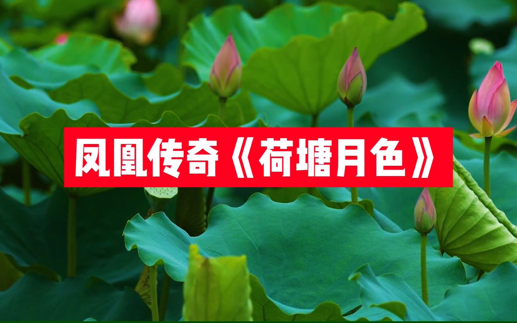 【无损音质】凤凰传奇《荷塘月色》完整版