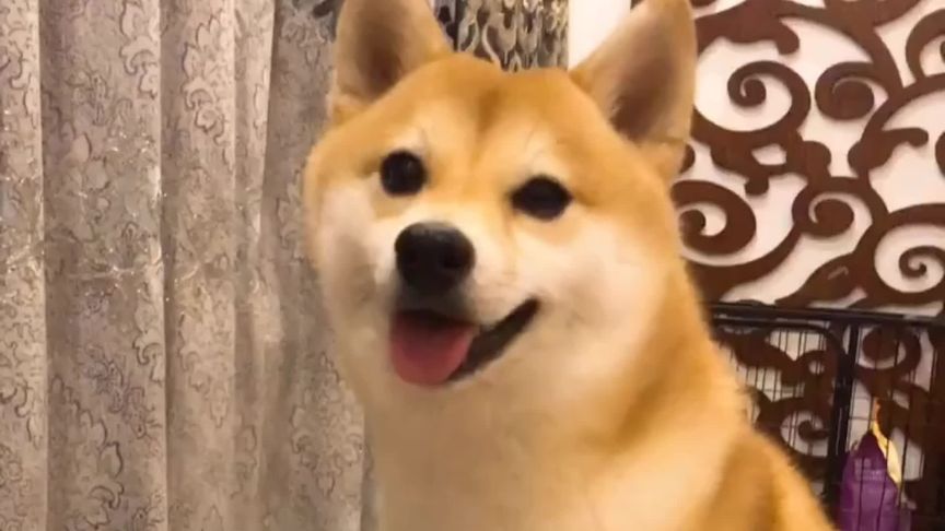 柴犬:一直被人误会的狗狗,要正确认识柴犬的智商