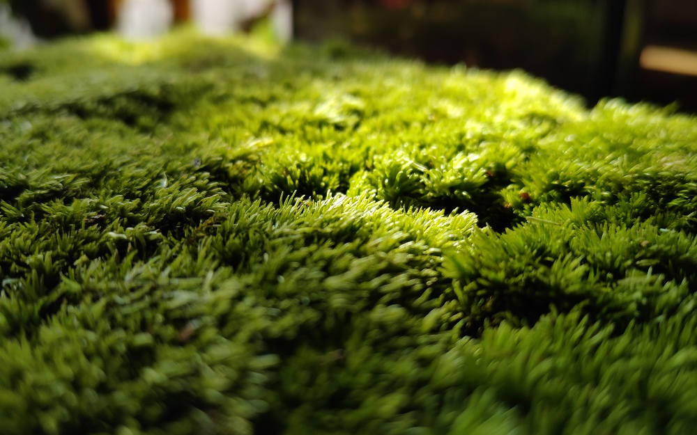 【网购】白发藓 苔藓生态缸