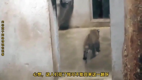 小老虎咬坏水管游客捧腹大笑,紧急修复上演搞笑一幕