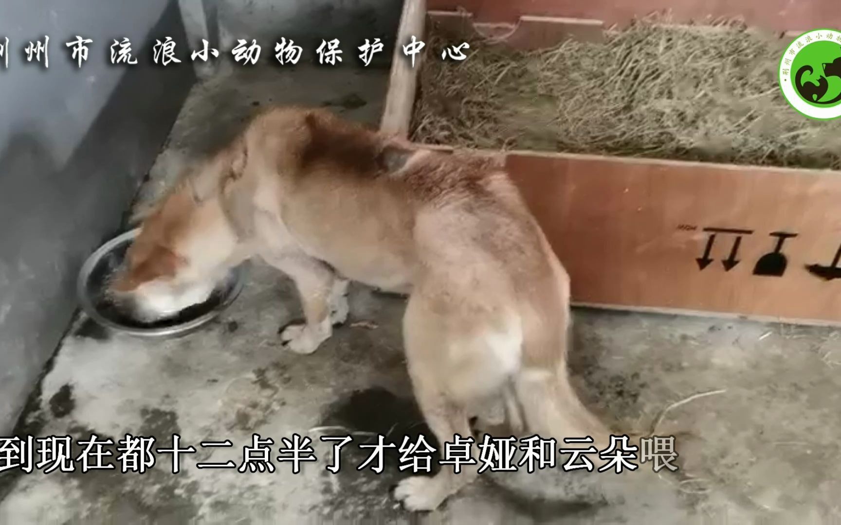 每月基地猫狗的粮食,管理员柔弱的的肩膀来力扛